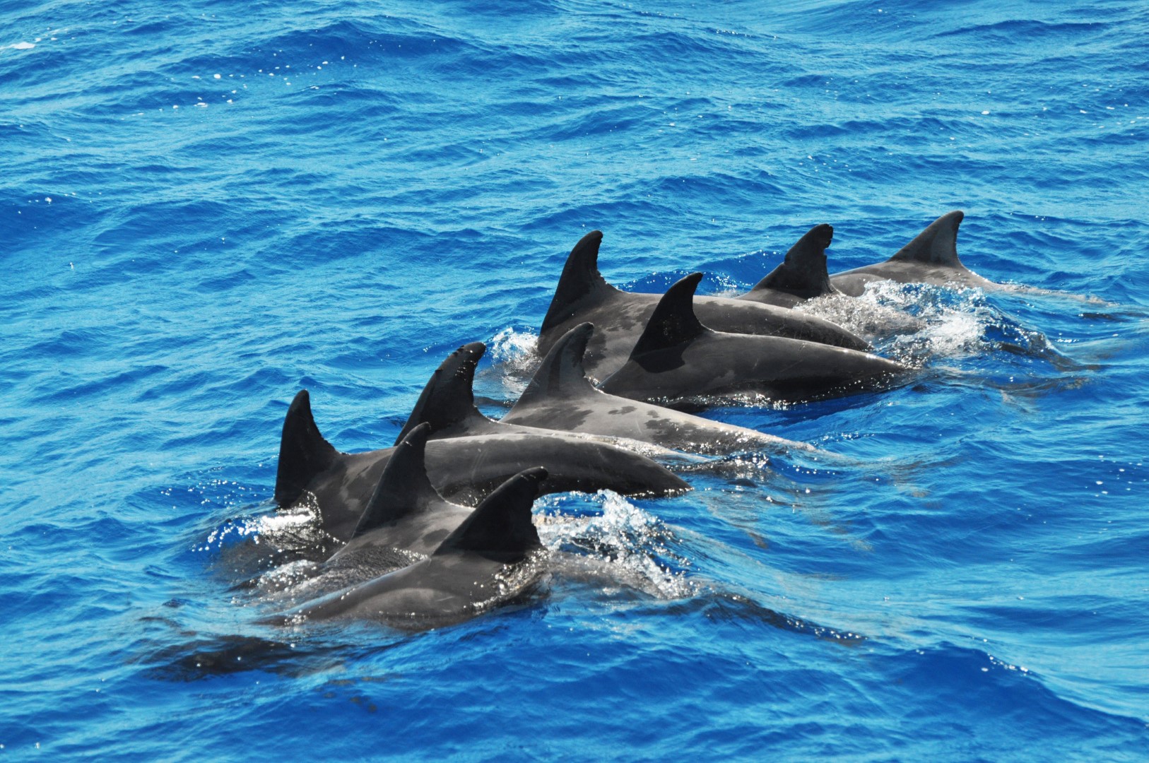 Dolphin & Whale Tour - Balcón Canario